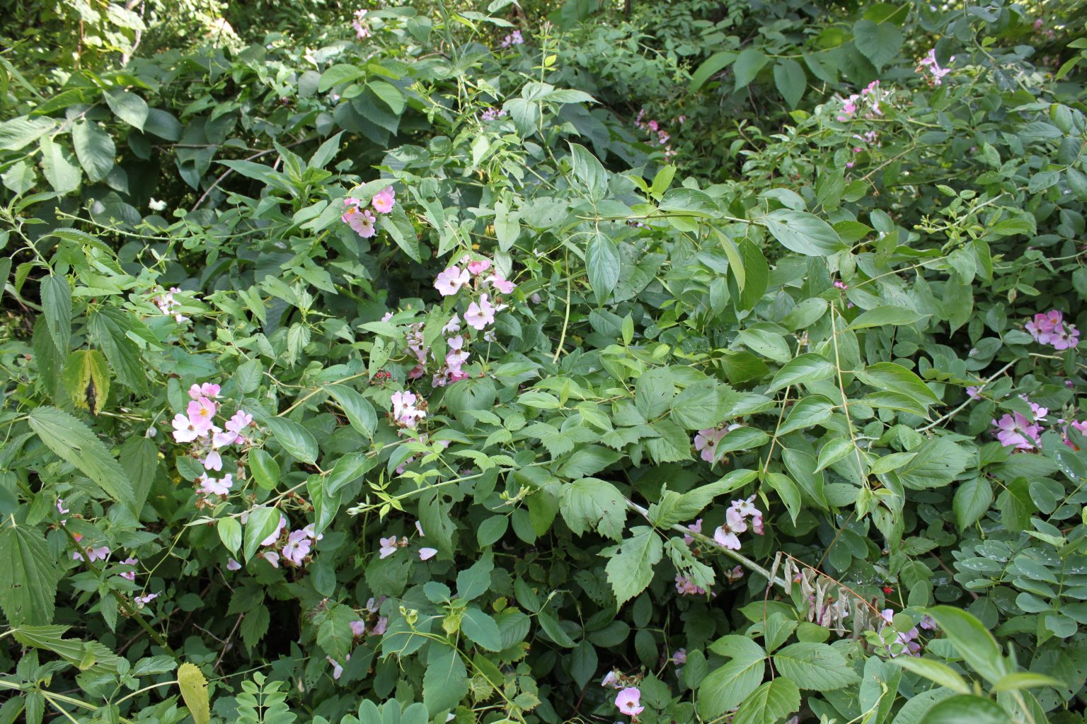 Multiflora Rose - Countryside